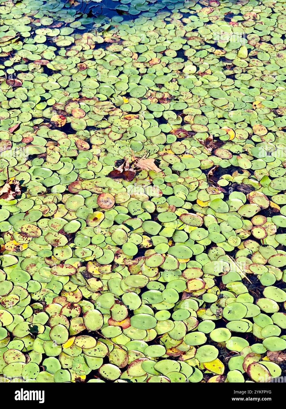 Watershield (Brasenia schreberi Stock Photo - Alamy