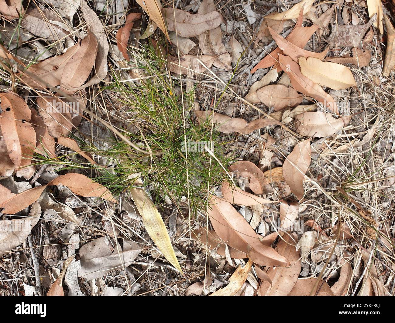 Slender Wire Lily (Laxmannia gracilis Stock Photo - Alamy