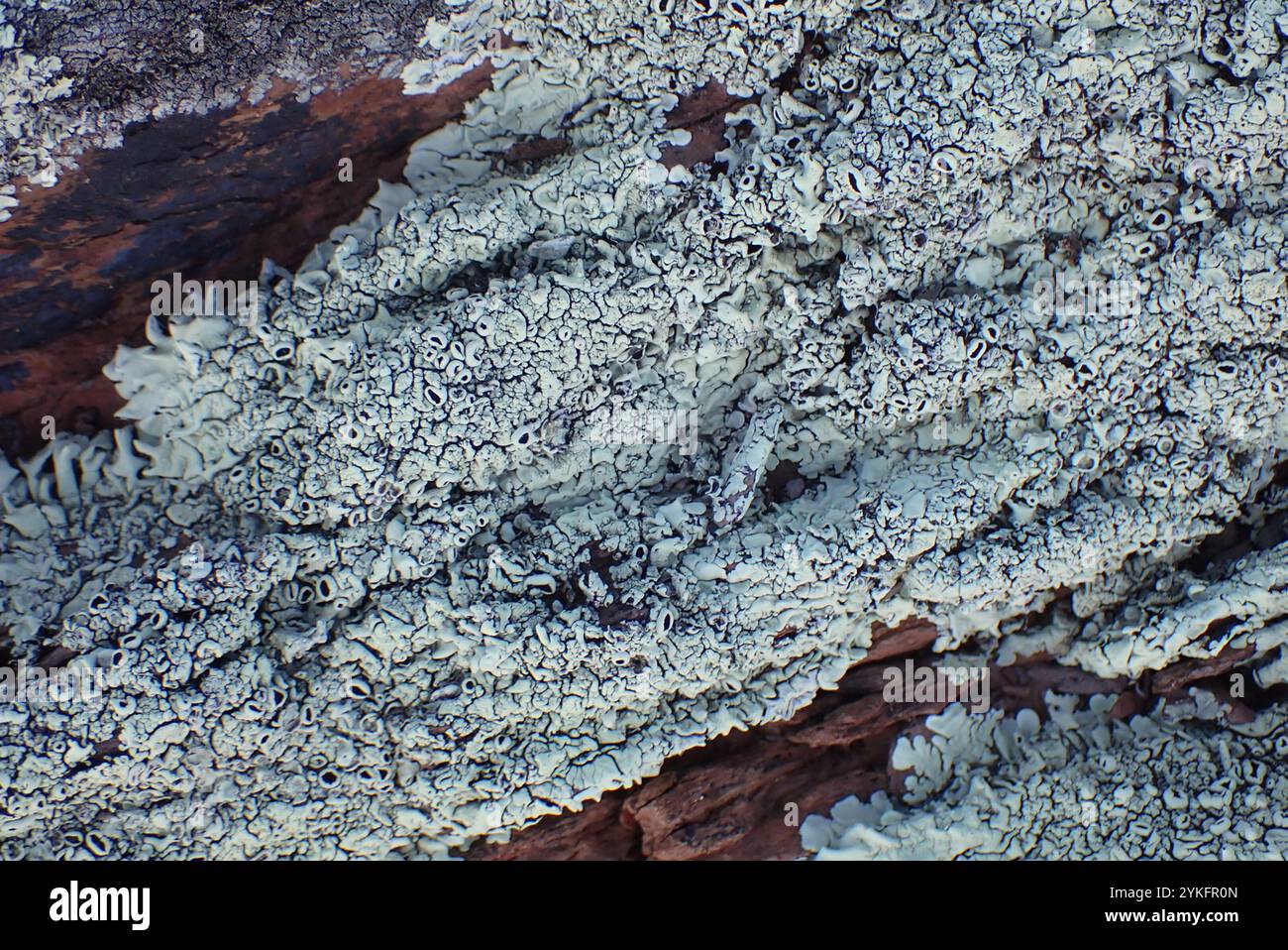 rock shield lichens (Xanthoparmelia Stock Photo - Alamy