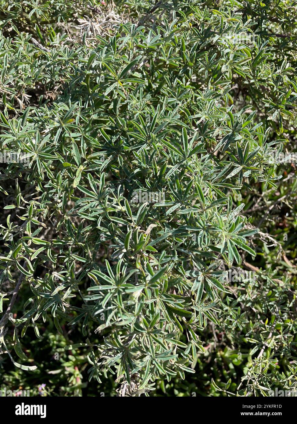 coastal bush lupine (Lupinus arboreus Stock Photo - Alamy