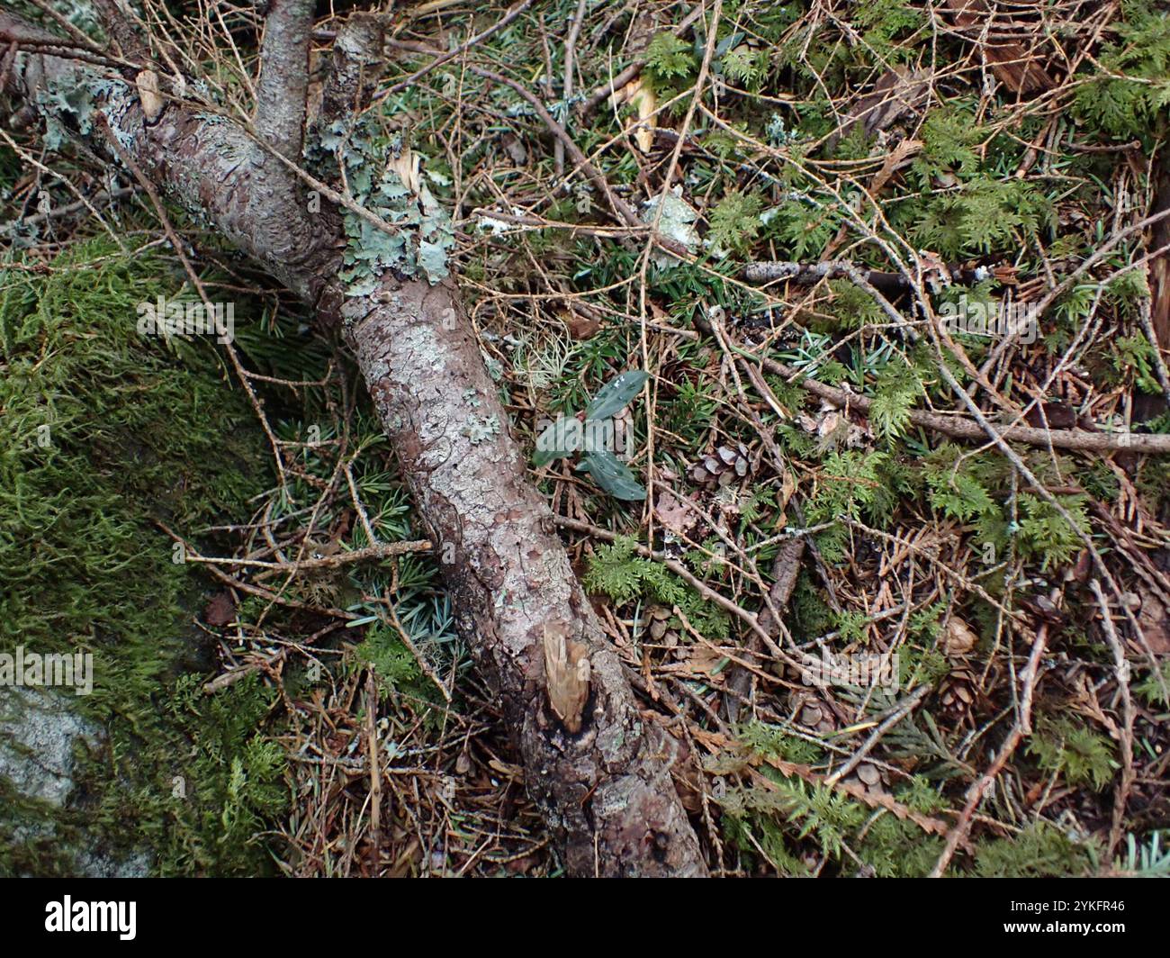 Little Prince's Pine (Chimaphila menziesii Stock Photo - Alamy
