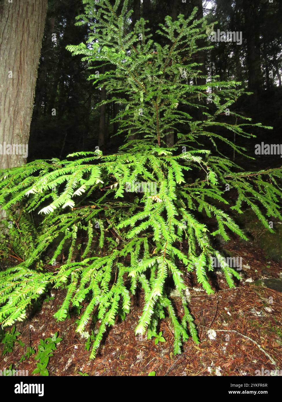Pacific yew (Taxus brevifolia Stock Photo - Alamy
