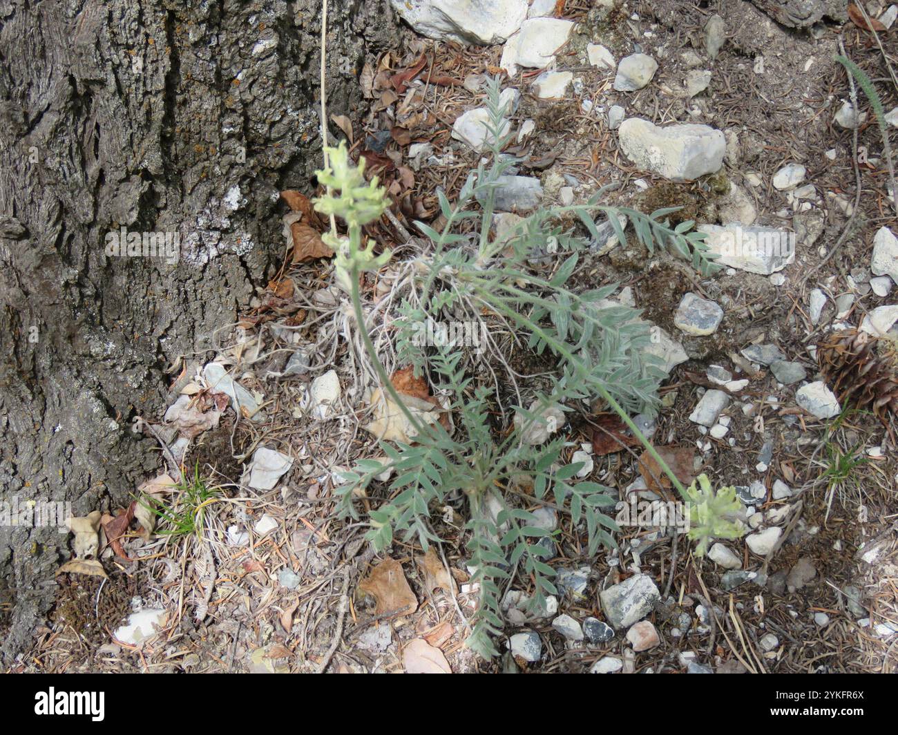 field locoweed (Oxytropis campestris Stock Photo - Alamy