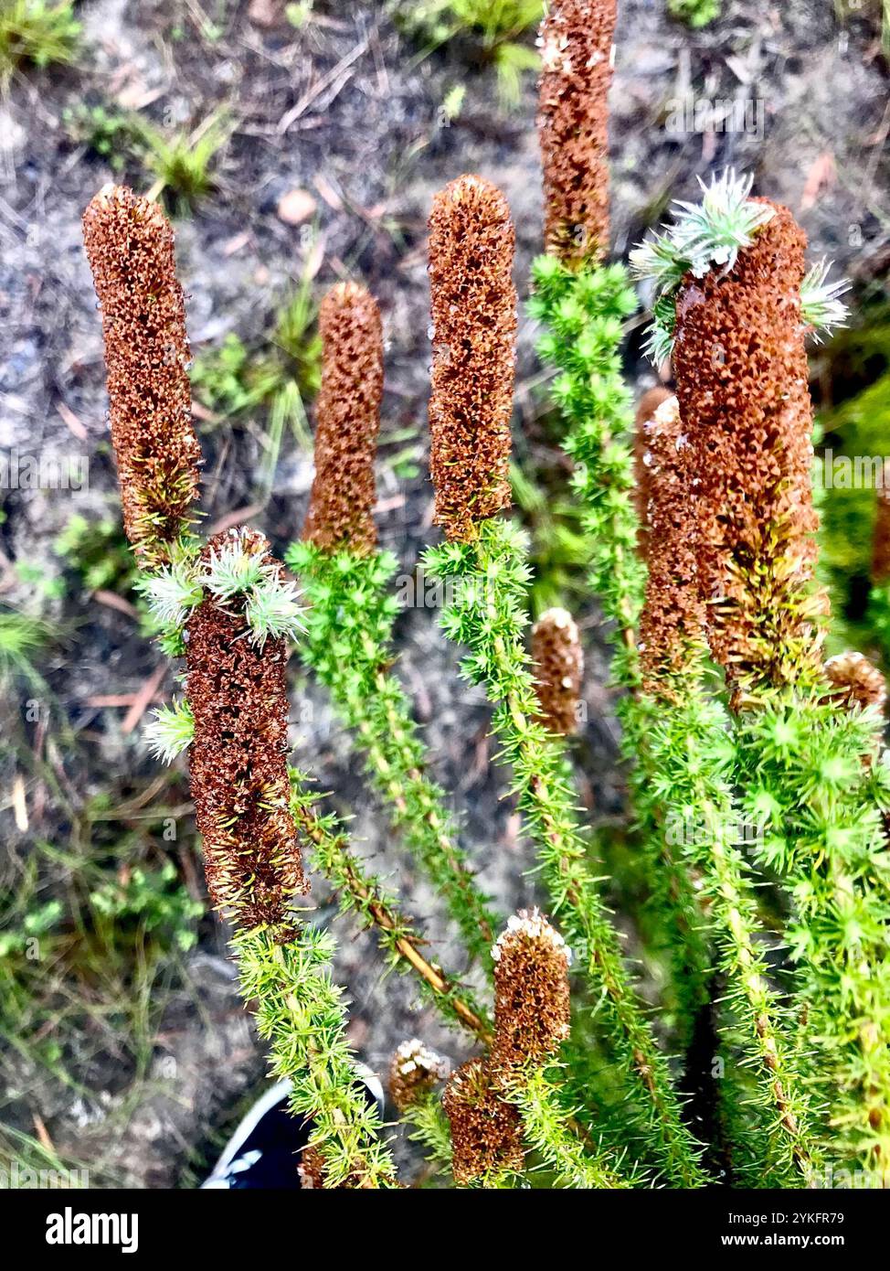 Foxy Slangbos (Stoebe alopecuroides Stock Photo - Alamy