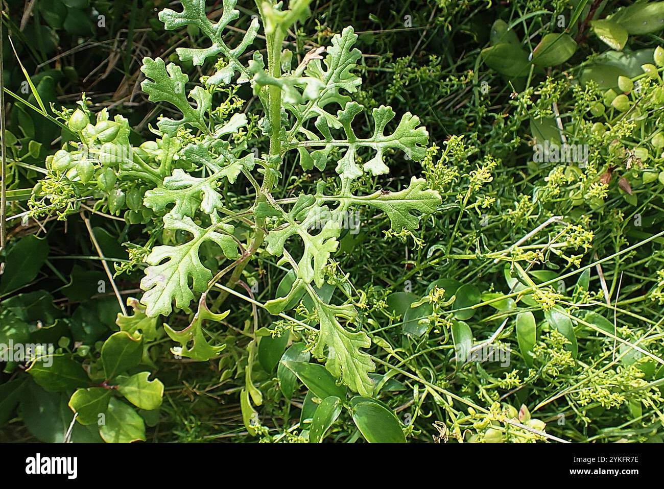 Red-purple Ragwort (Senecio elegans Stock Photo - Alamy