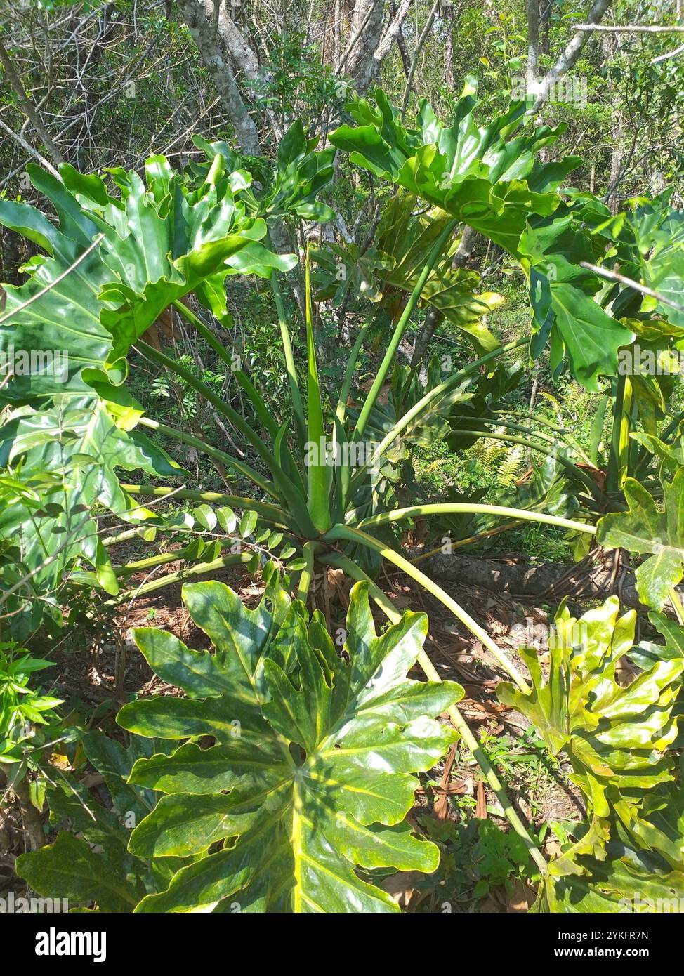 Tree Philodendron (Thaumatophyllum bipinnatifidum Stock Photo - Alamy