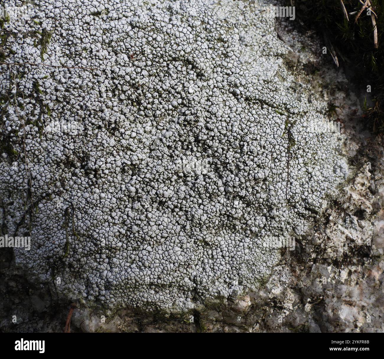 wart lichens, script lichens, and allies (Ostropomycetidae Stock Photo ...