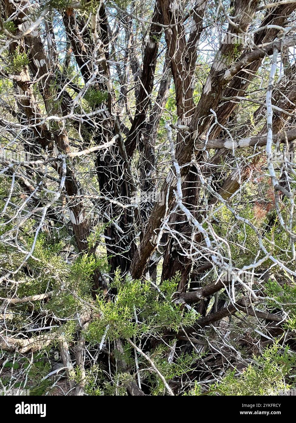 Ashe juniper (Juniperus ashei Stock Photo - Alamy