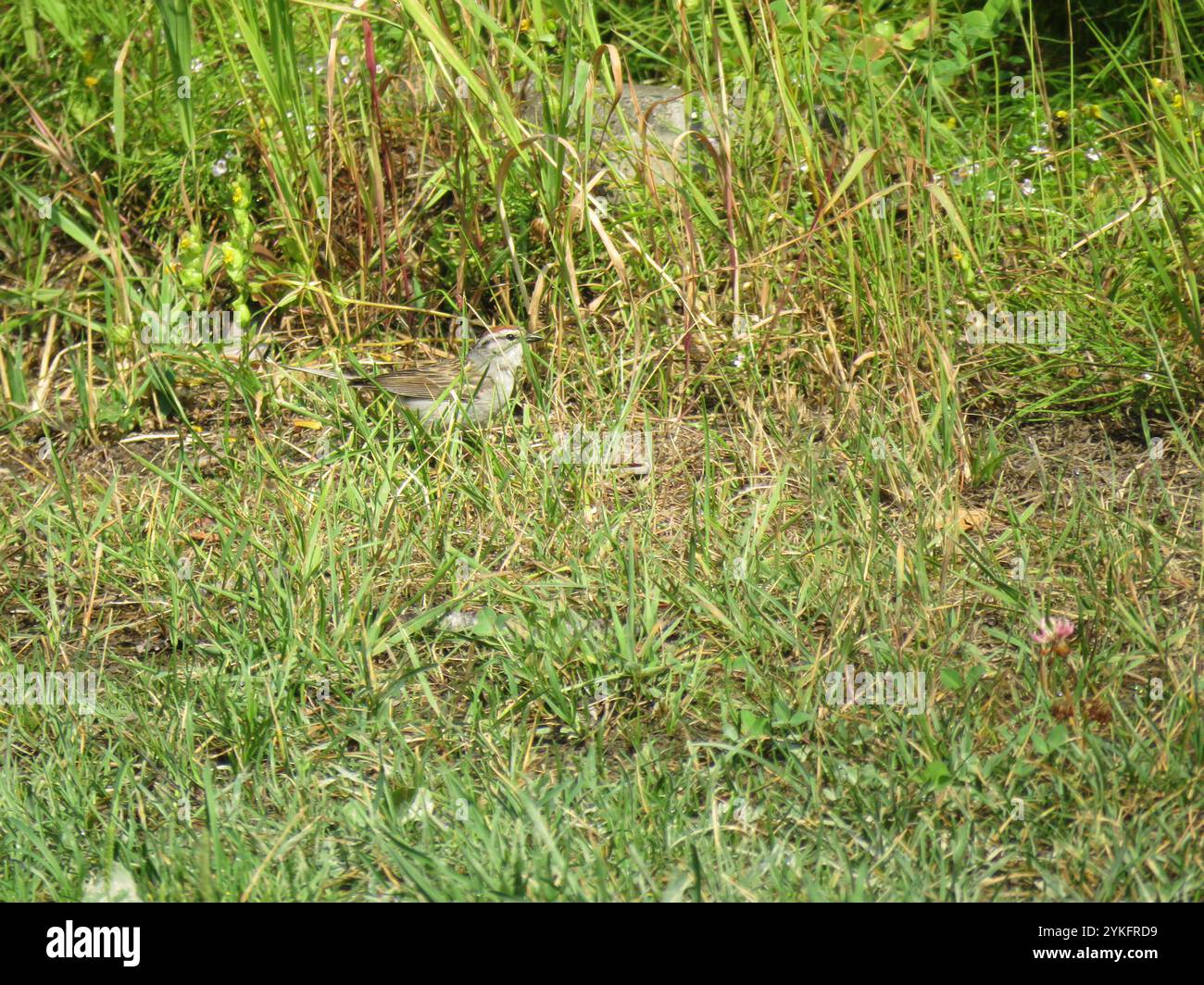 Chipping Sparrow (Spizella passerina Stock Photo - Alamy