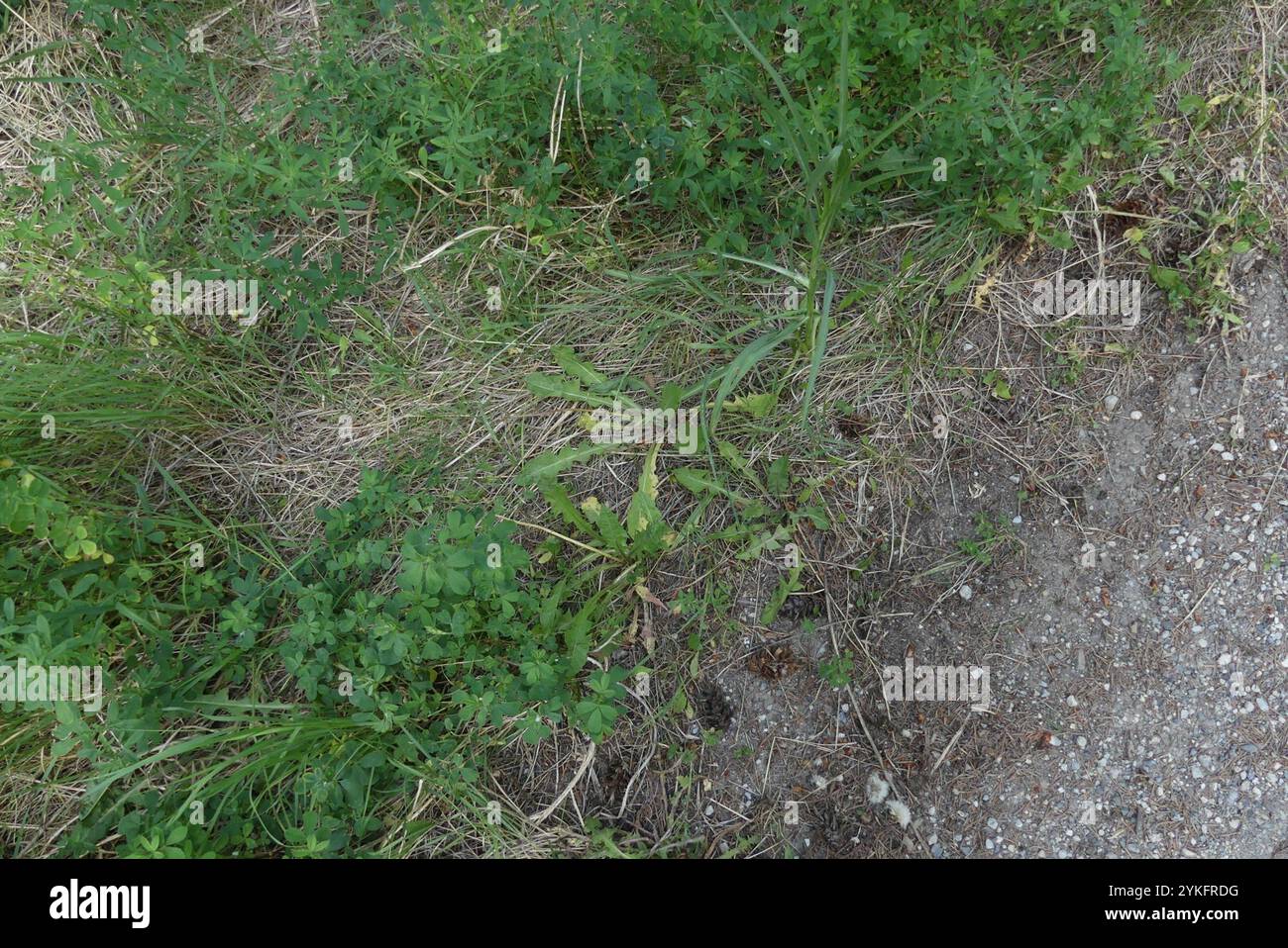 Crested Wheatgrass (Agropyron cristatum Stock Photo - Alamy