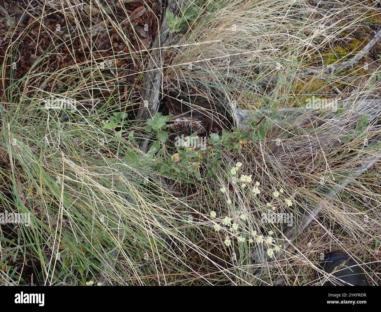 wax currant (Ribes cereum Stock Photo - Alamy