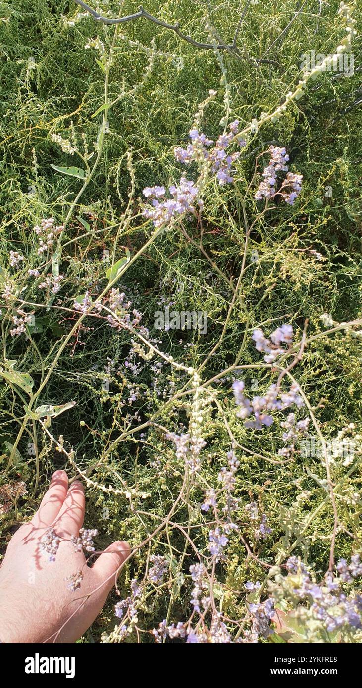 Siberian statice limonium gmelinii hi-res stock photography and images ...