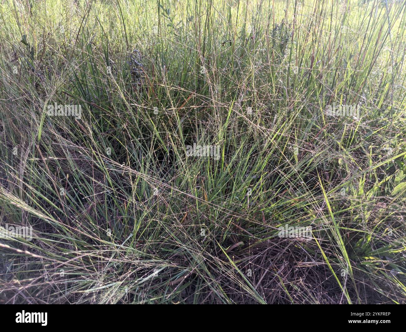 Purple Lovegrass (Eragrostis spectabilis Stock Photo - Alamy