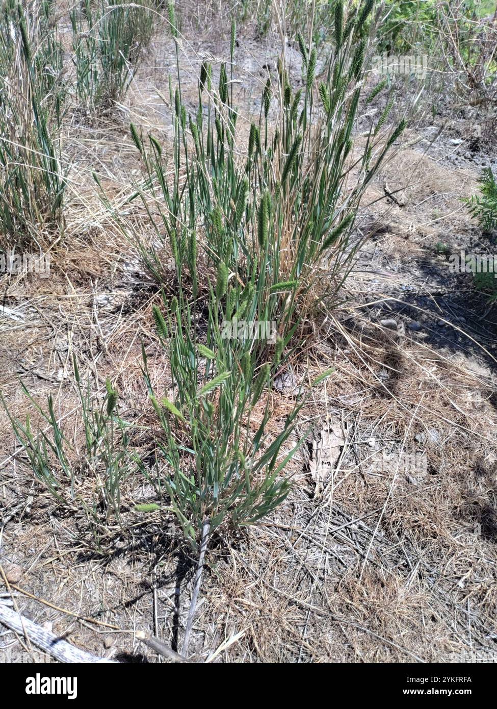 grasses, sedges, cattails, and allies (Poales Stock Photo - Alamy