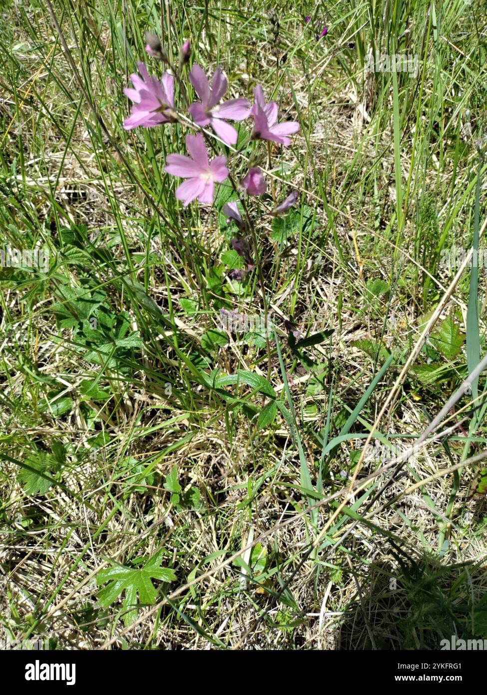 Meadow checker mallow hi-res stock photography and images - Alamy