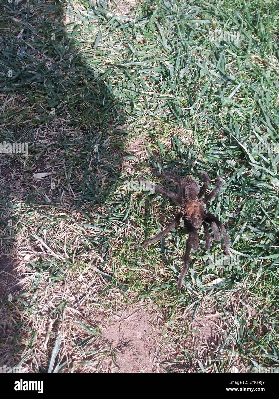 Desert Tarantula (Aphonopelma iodius Stock Photo - Alamy