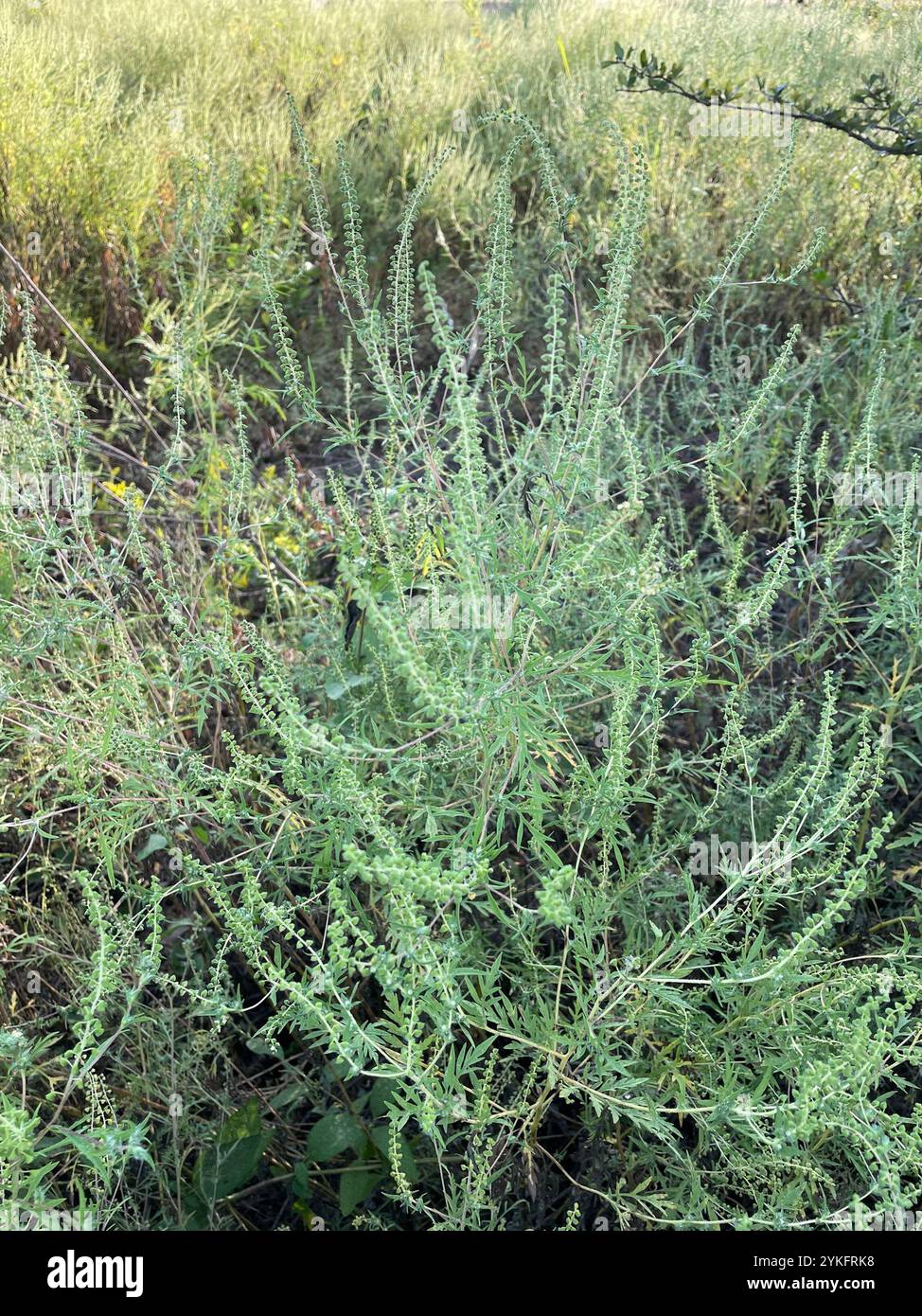 western ragweed (Ambrosia psilostachya Stock Photo - Alamy