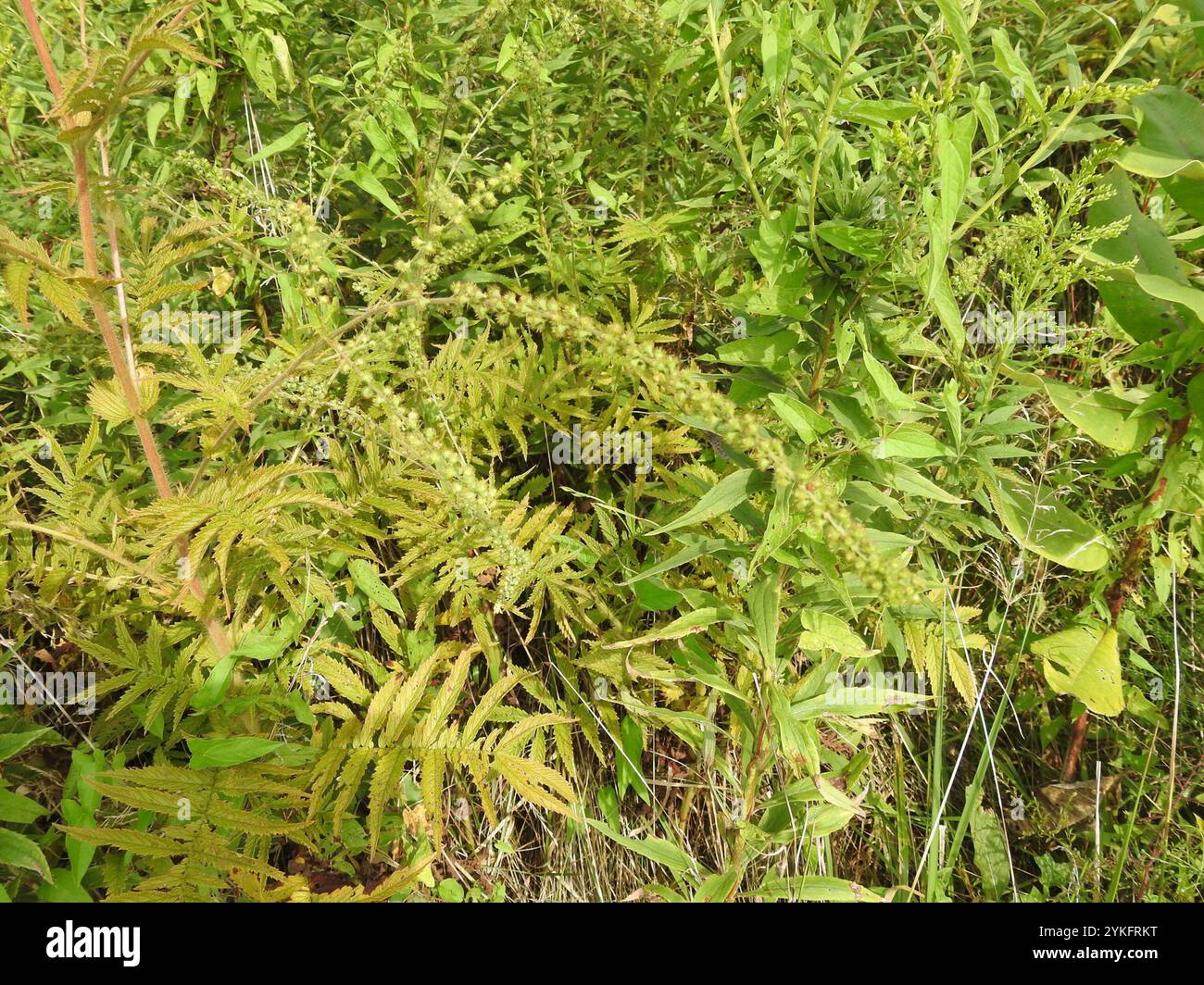 swamp agrimony (Agrimonia parviflora Stock Photo - Alamy