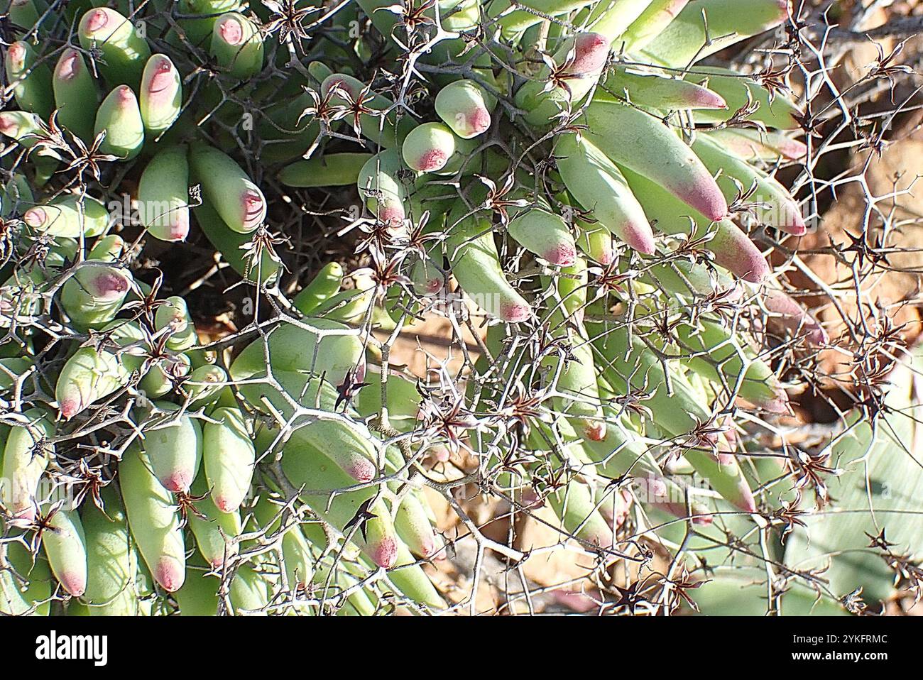 Thorny Butterbush (Tylecodon reticulatus Stock Photo - Alamy
