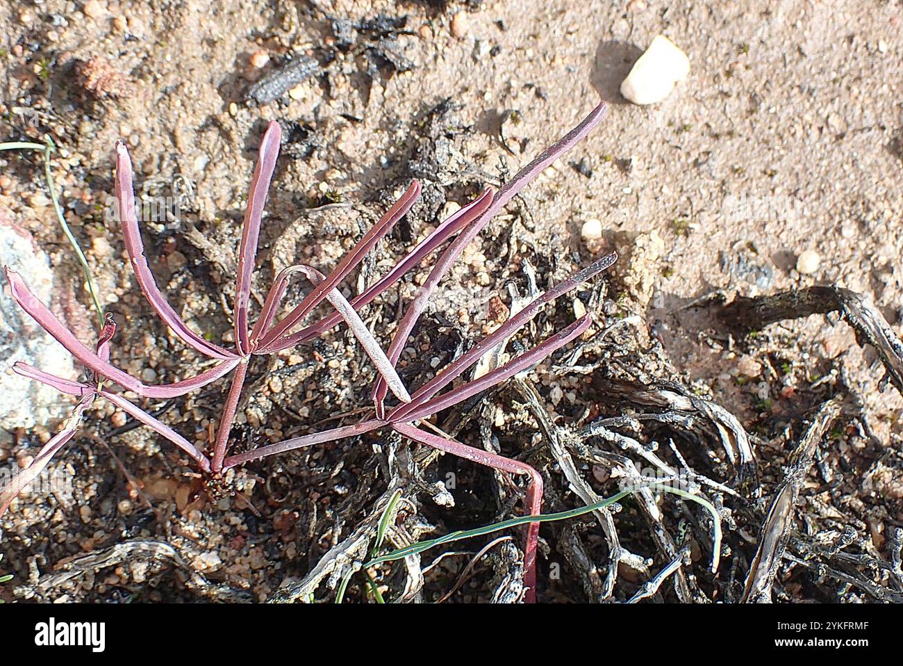 Yellow Palm Sorrel (Oxalis flava flava Stock Photo - Alamy