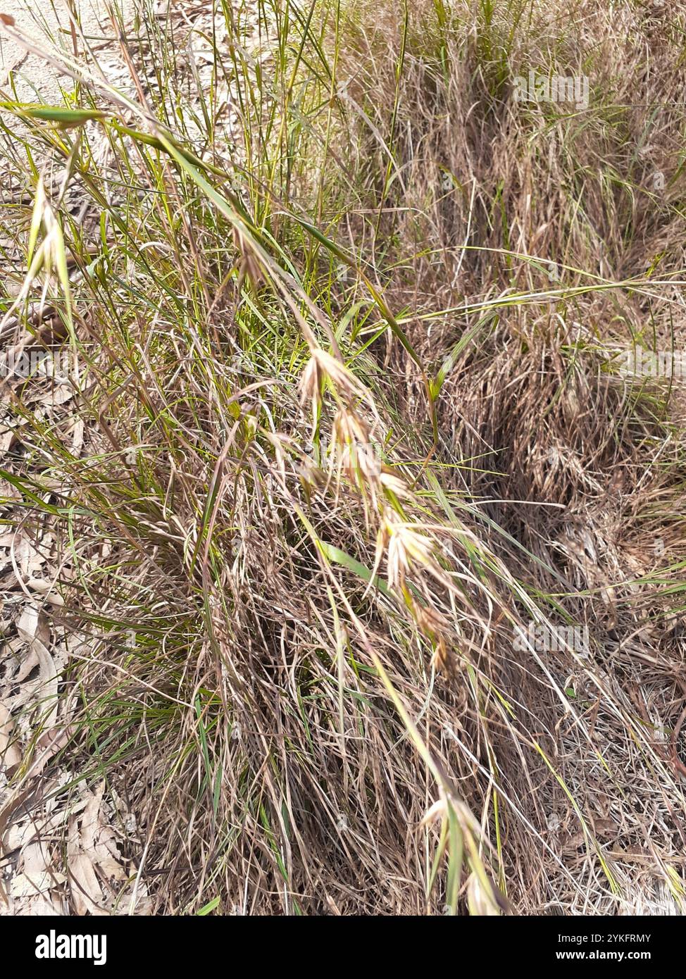 Kangaroo Grass (Themeda triandra Stock Photo - Alamy