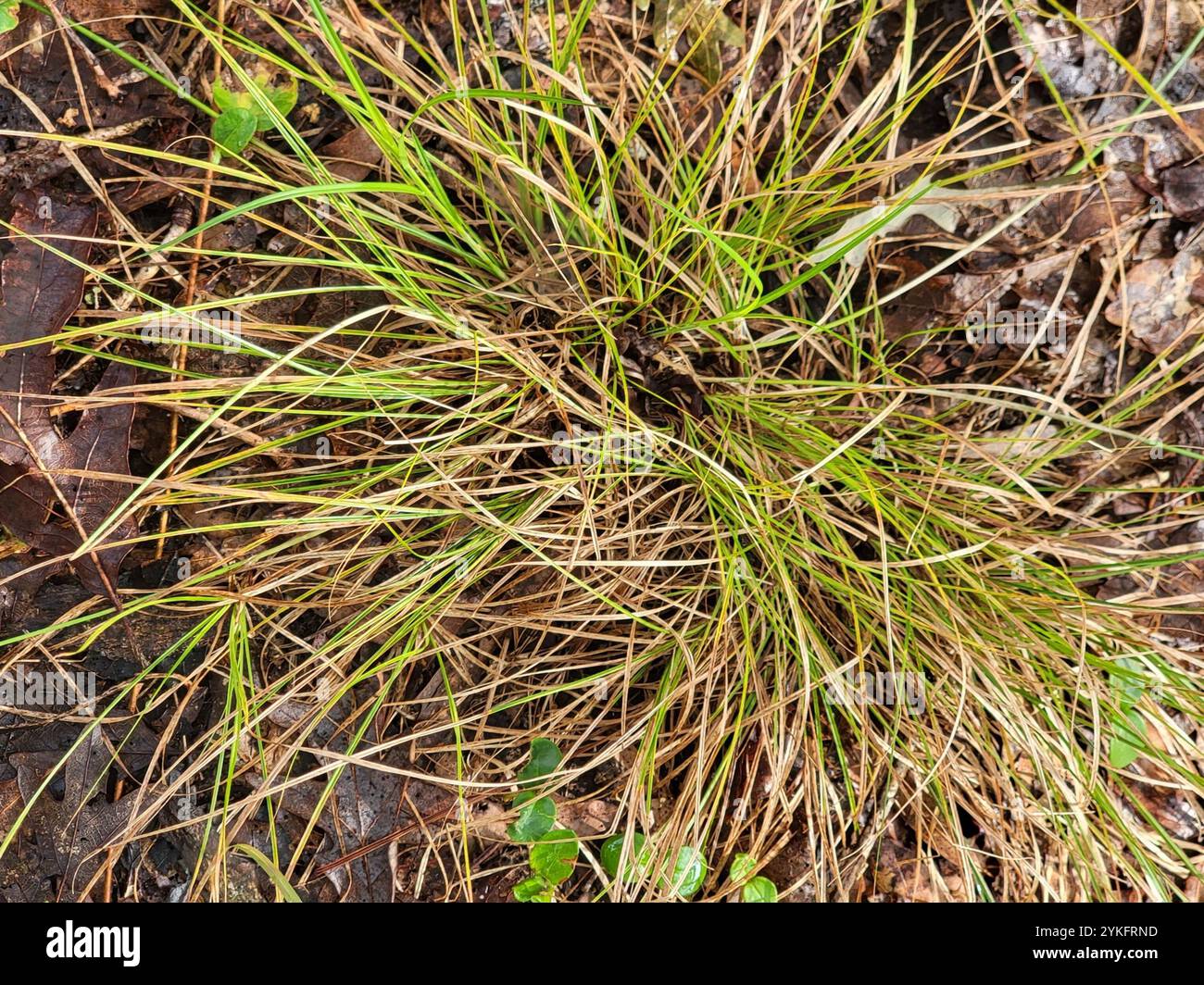 blunt broom sedge (Carex tribuloides Stock Photo - Alamy