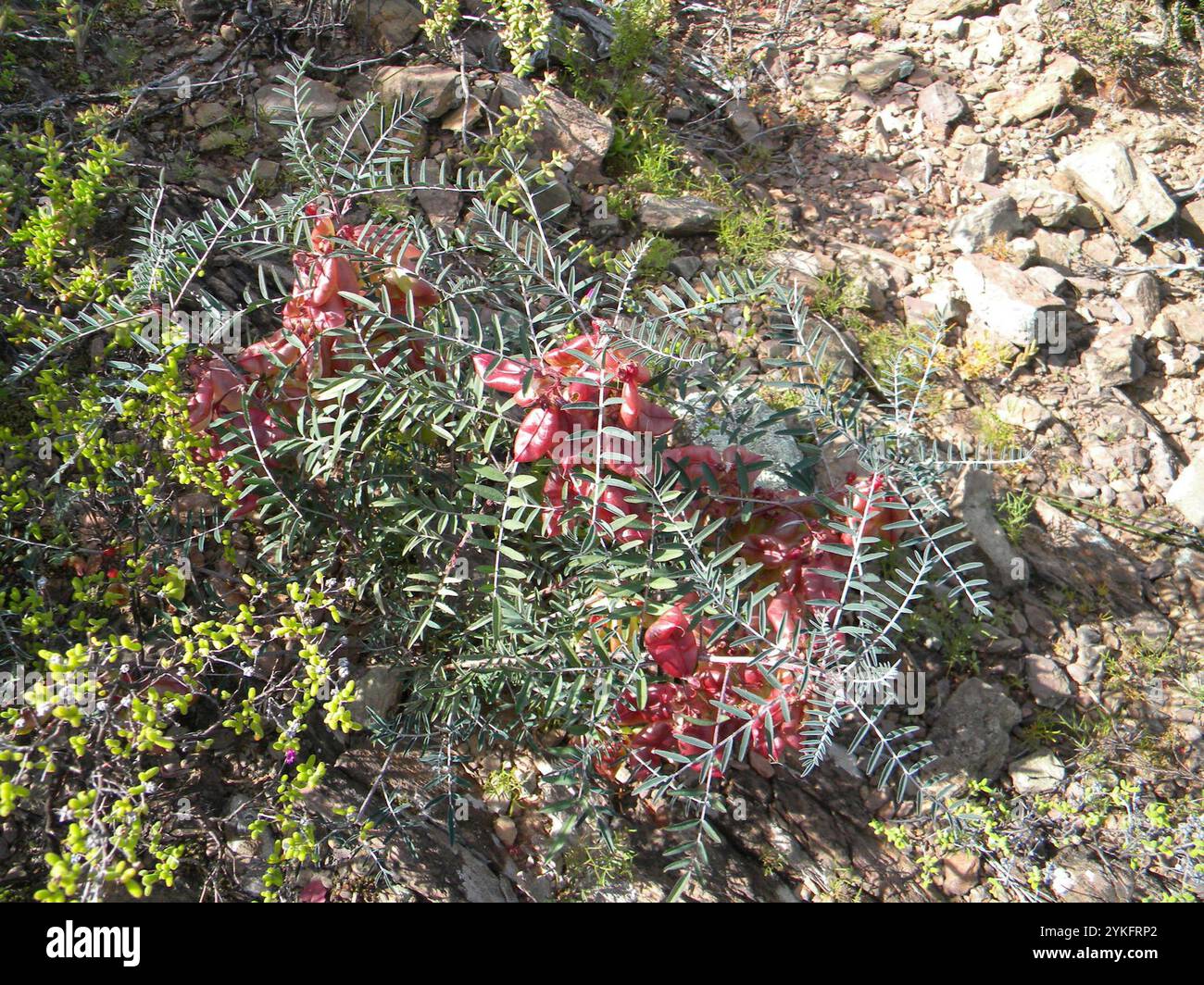 cancer bush (Lessertia frutescens Stock Photo - Alamy