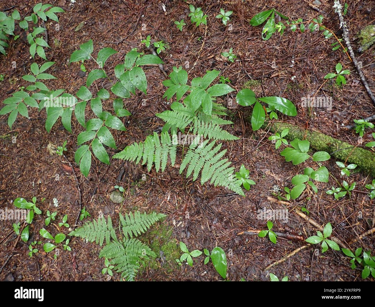 common bracken (Pteridium aquilinum Stock Photo - Alamy