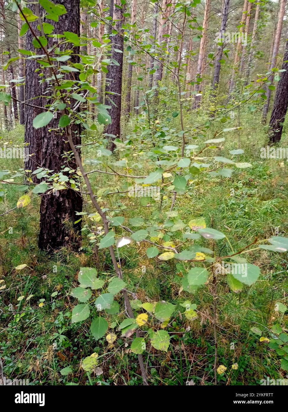European aspen (Populus tremula Stock Photo - Alamy