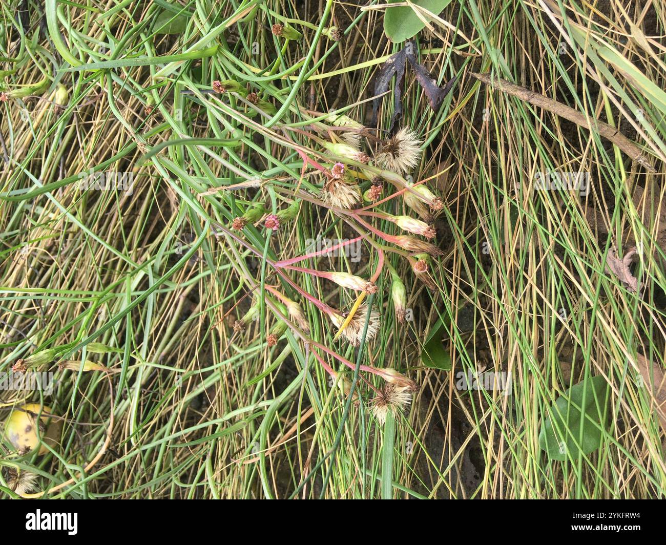 Perennial Saltmarsh Aster (Symphyotrichum tenuifolium Stock Photo - Alamy