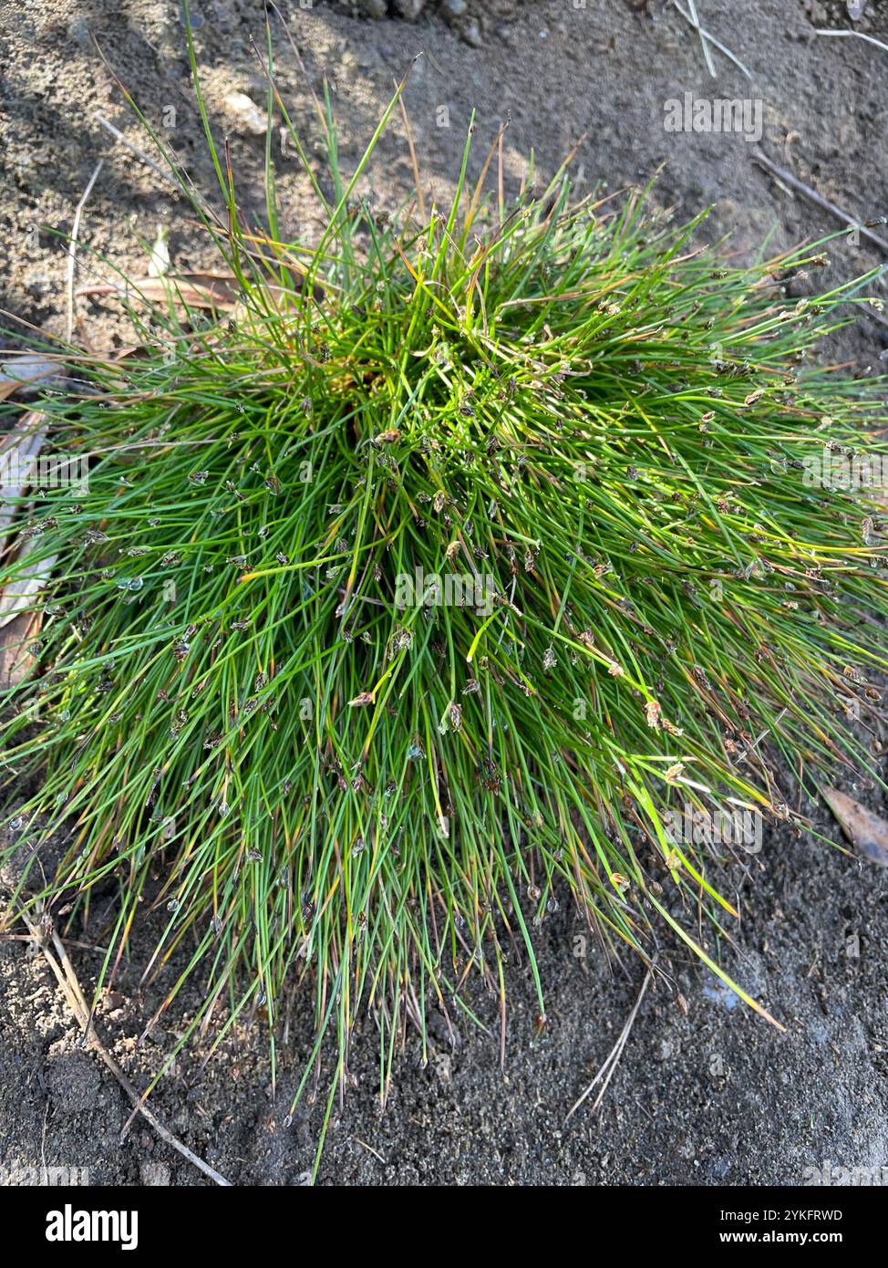 Isolepis cernua hi-res stock photography and images - Alamy