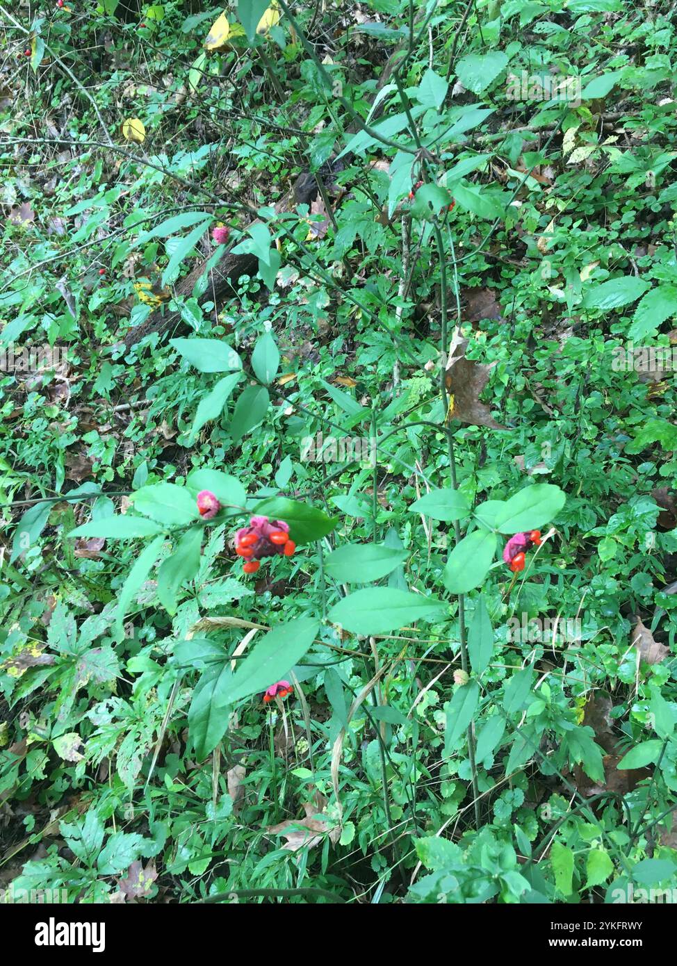 strawberry bush (Euonymus americanus Stock Photo - Alamy