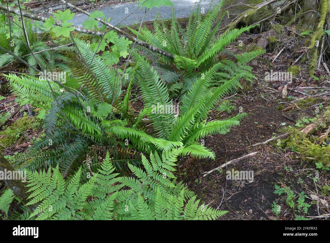 western sword fern (Polystichum munitum Stock Photo - Alamy