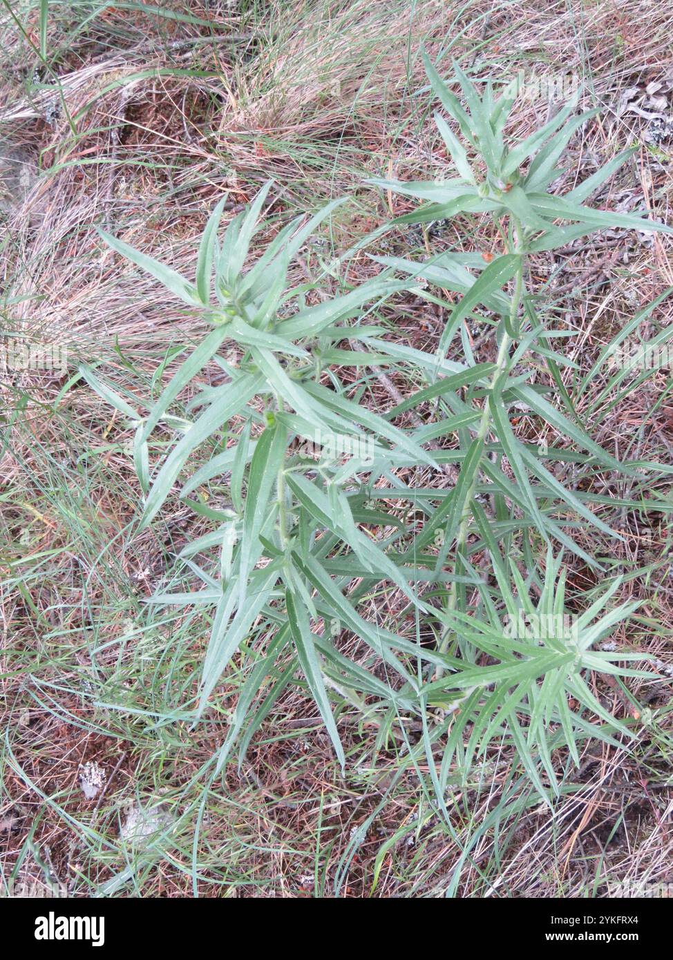 western stoneseed (Lithospermum ruderale Stock Photo - Alamy