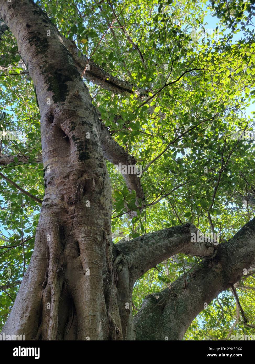 Florida Strangler Fig (Ficus aurea Stock Photo - Alamy