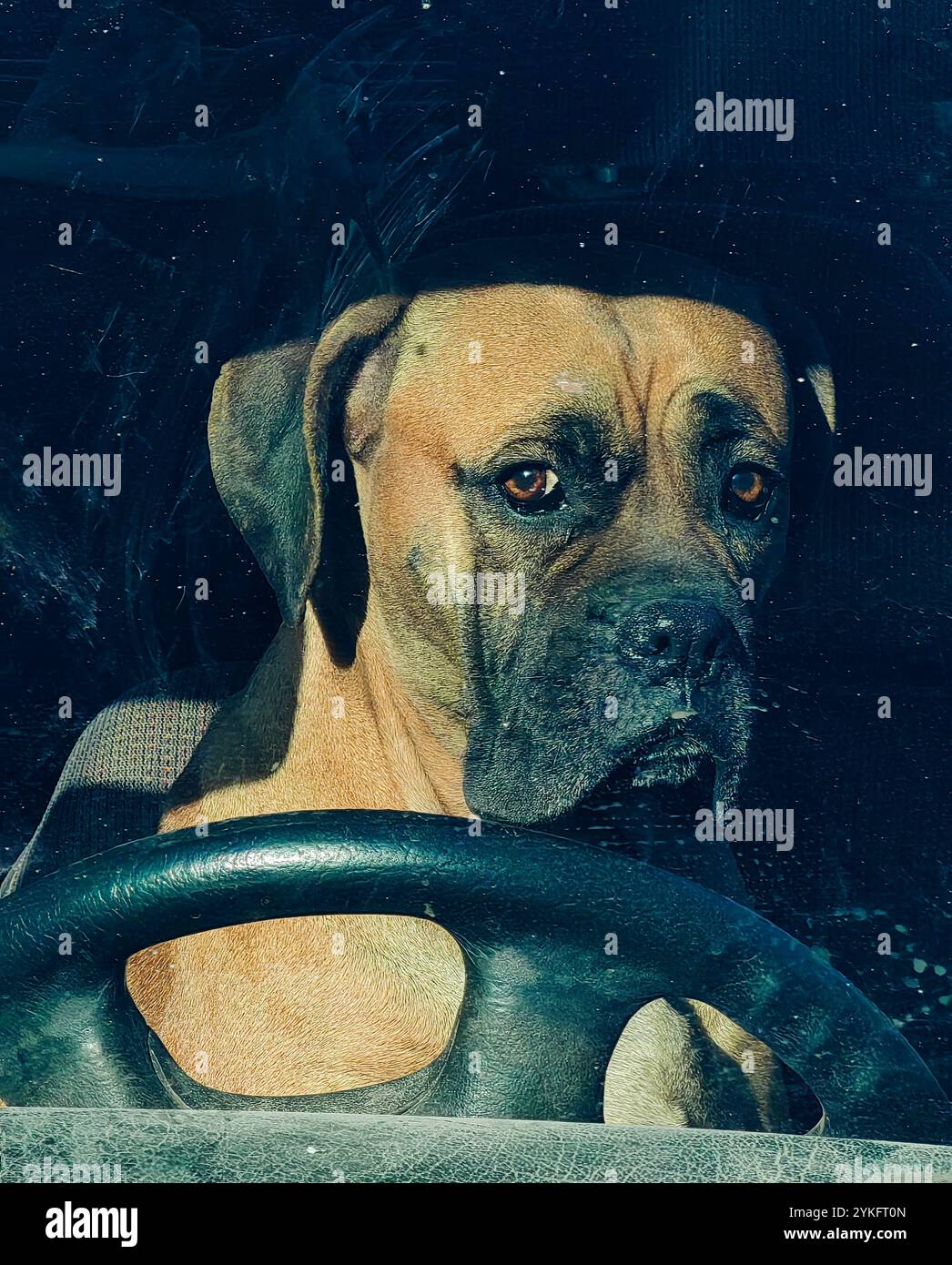 Portrait Of the Dog..Bullmastiff Behind the Wheel: Reality or Dream ...