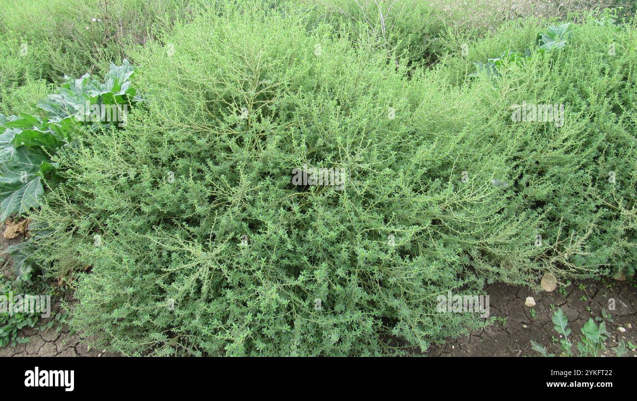 prostrate pigweed (Amaranthus albus Stock Photo - Alamy