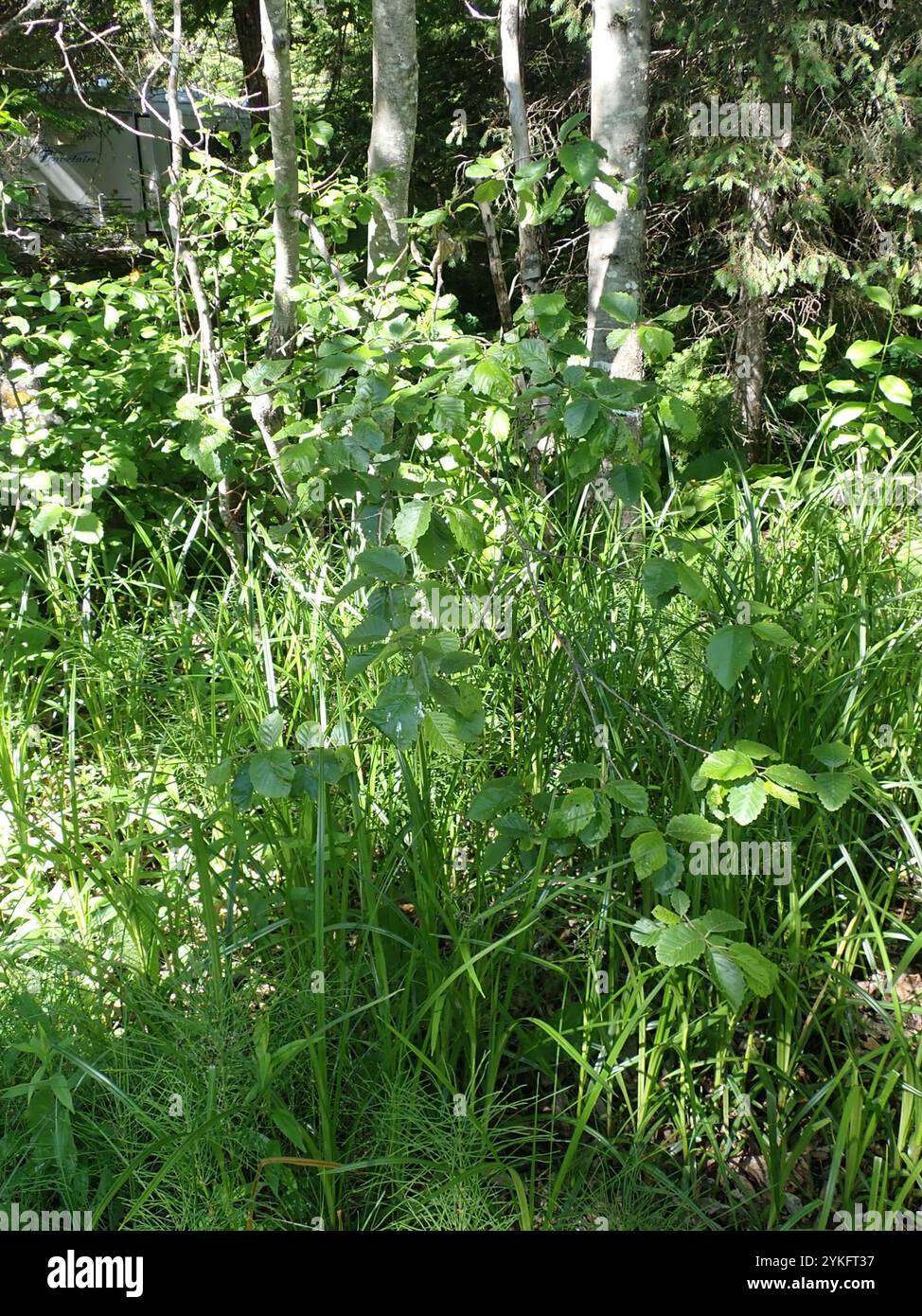 Red Alder (Alnus rubra Stock Photo - Alamy