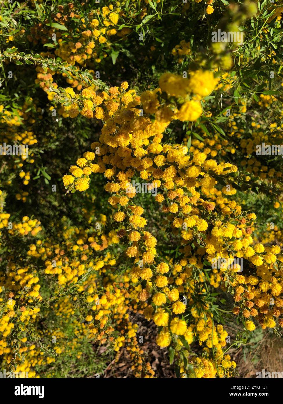 Kangaroo thorn (Acacia paradoxa Stock Photo - Alamy