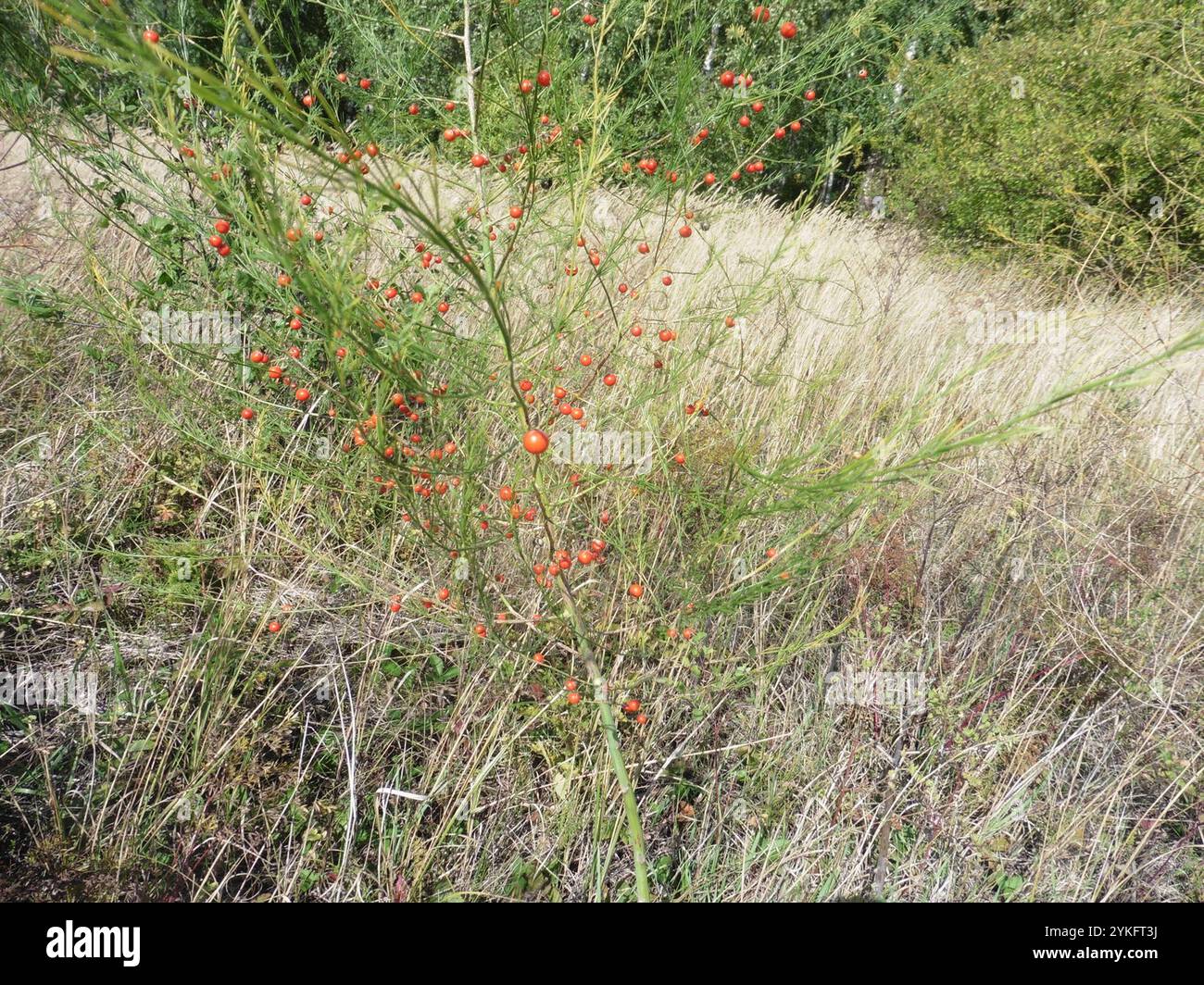 wild asparagus (Asparagus officinalis Stock Photo - Alamy
