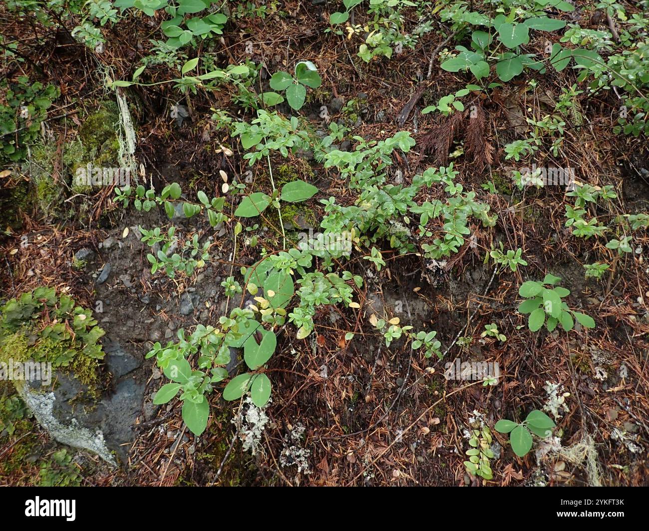 Oregon Boxwood (Paxistima myrsinites Stock Photo - Alamy