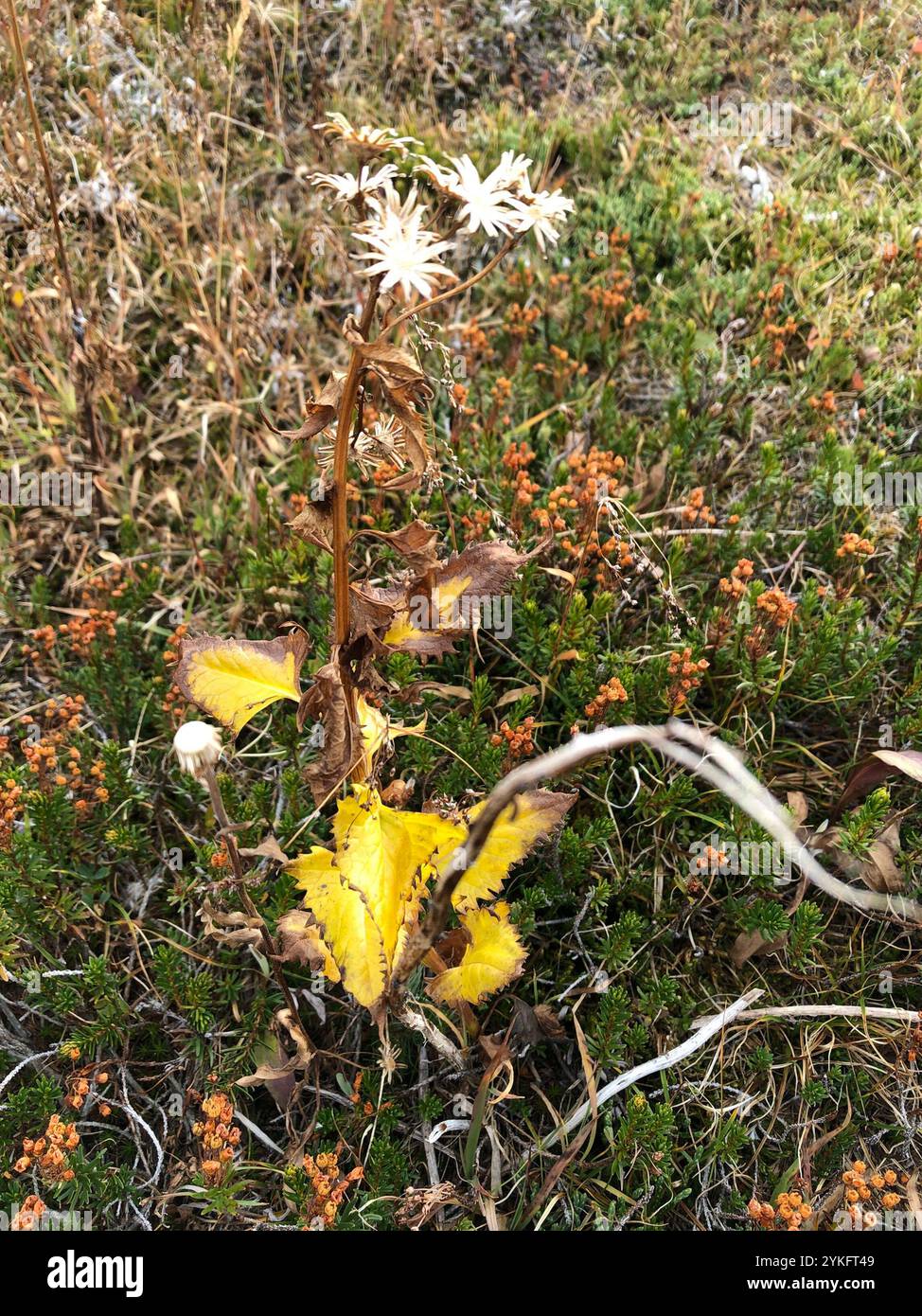Arrowleaf Senecio (Senecio triangularis Stock Photo - Alamy