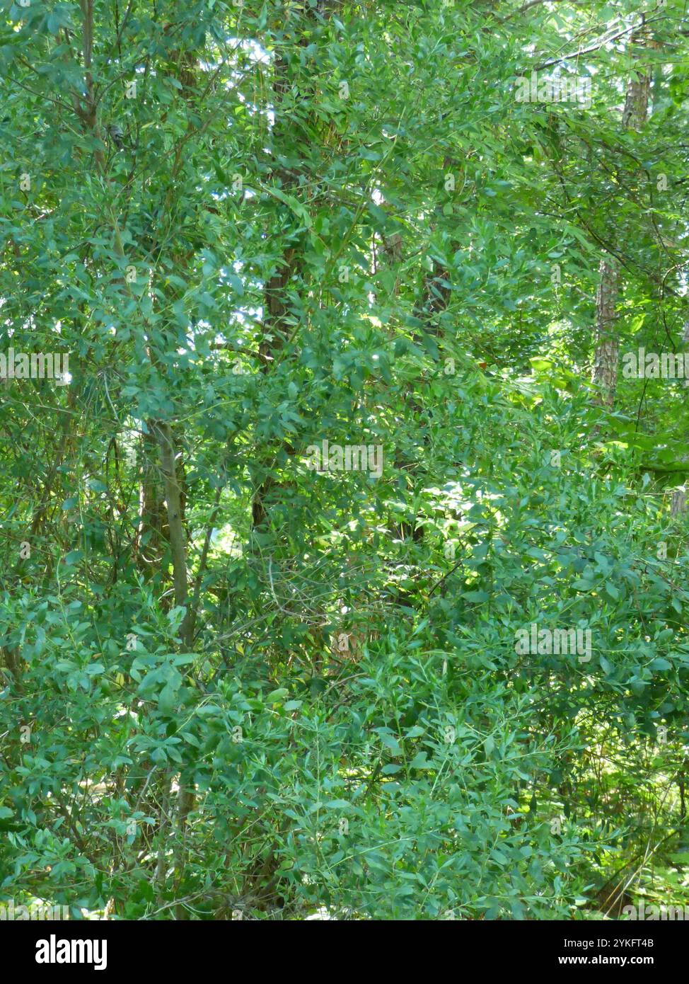 groundsel tree (Baccharis halimifolia Stock Photo - Alamy