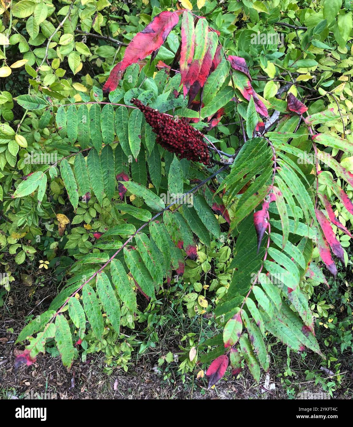 smooth sumac (Rhus glabra Stock Photo - Alamy