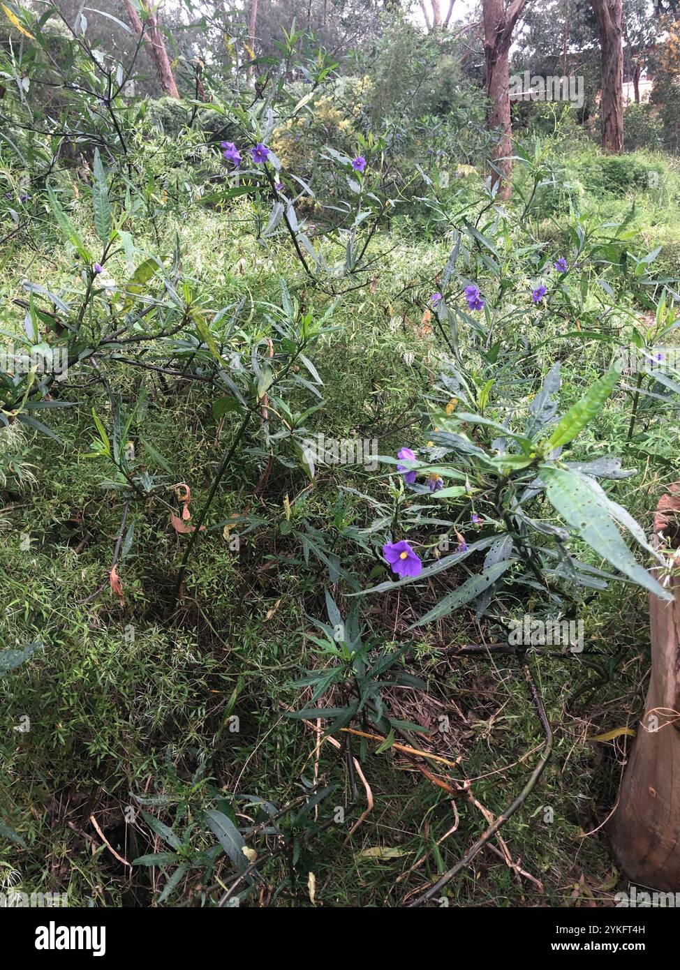 kangaroo-apple (Solanum laciniatum Stock Photo - Alamy