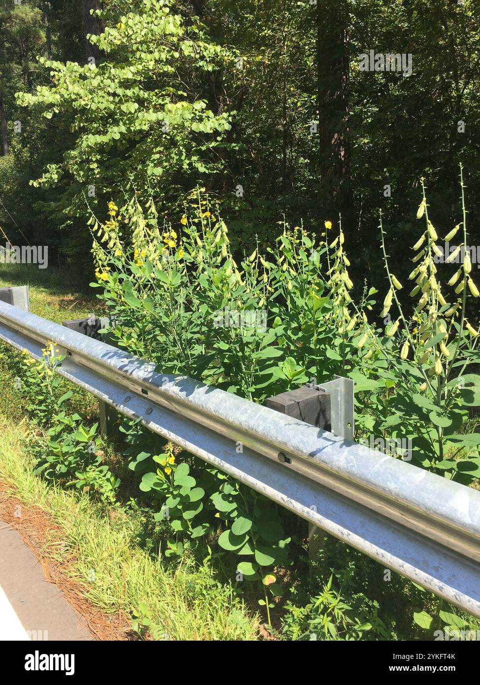 Showy Rattlebox (Crotalaria spectabilis Stock Photo - Alamy