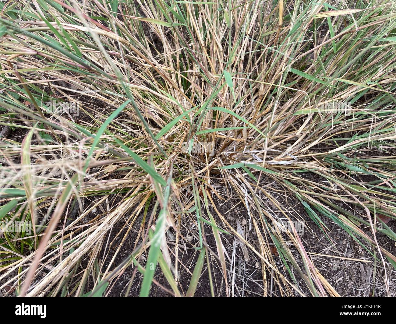 Leptochloa hi-res stock photography and images - Alamy