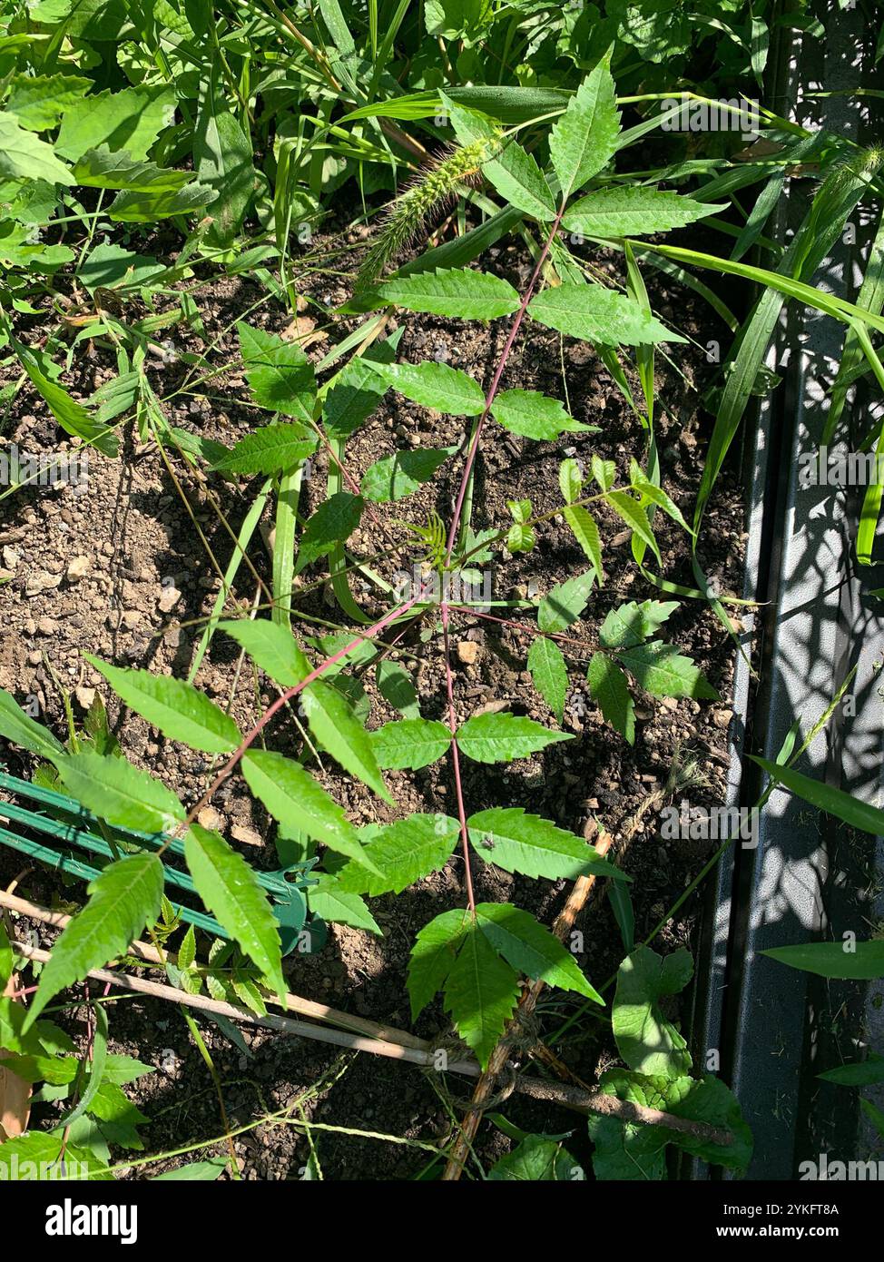 smooth sumac (Rhus glabra Stock Photo - Alamy