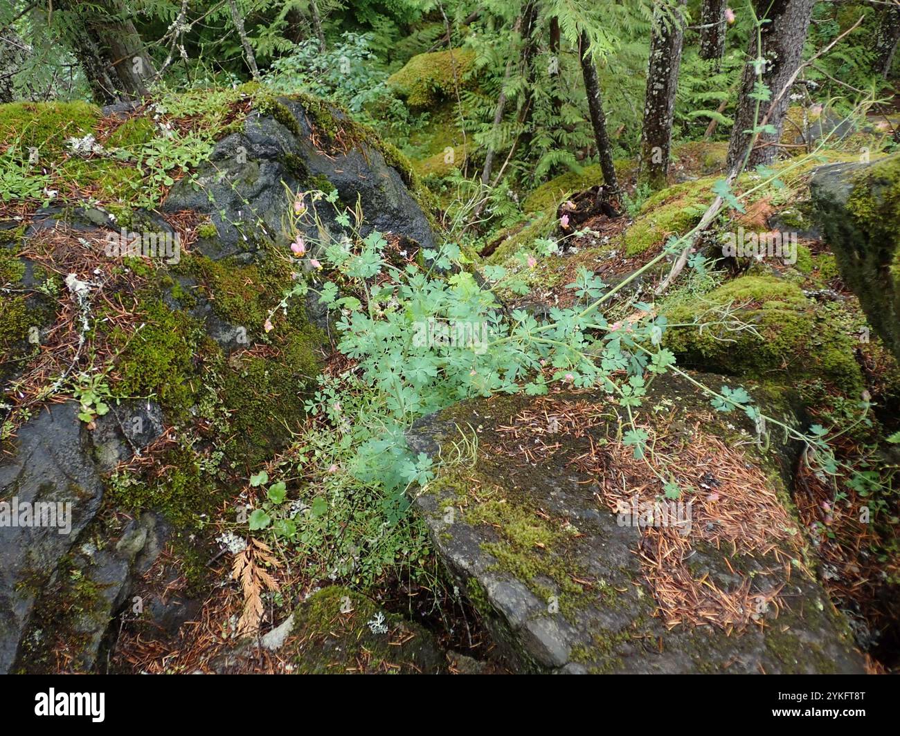 Capnoides sempervirens hi-res stock photography and images - Alamy