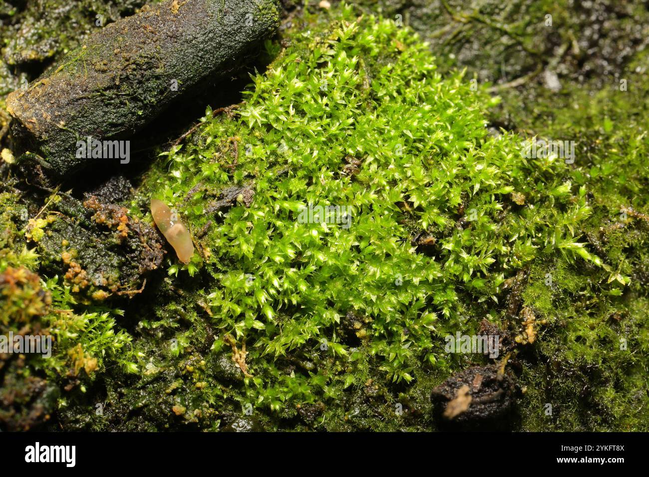 Smooth Land Slugs (Deroceras Stock Photo - Alamy